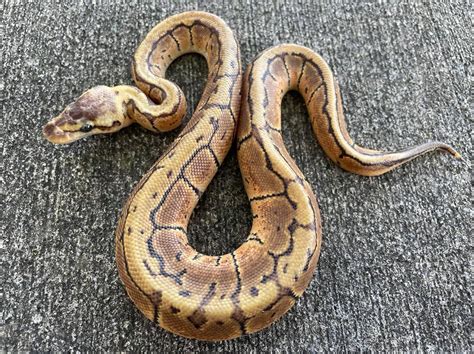Lemon Blast Ball Python For Sale