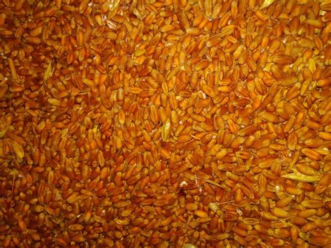 Продам Зерно Пшеницы Ячмень 5 грн Сад город Полтава на Olx