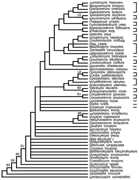 strict consensus of 38 most parsimonious trees with bootstrap