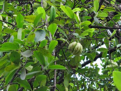 Kanagoraka Garcinia Quaesita Endemic Trees In Sri Lanka