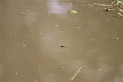 Easy Solutions For Brown Pond Water