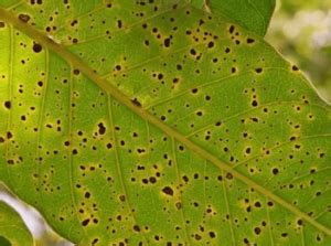 Common Tree Diseases Found In South East Queensland