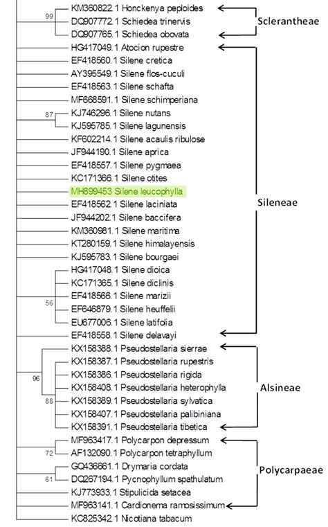 phylogenetic tree using maximum likelihood method based on kimura