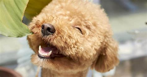 トイプードルのしつけをドッグトレーナーが解説！子犬から始められるトイレや無駄吠えも ペトコト（petokoto）