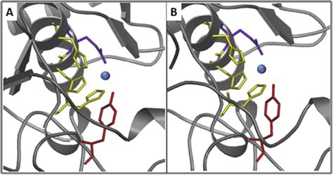 Three Dimensional Structure Prediction Of Lalp3 Catalytic Site A