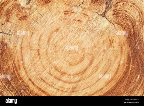 Tree Section Hi Res Stock Photography And Images Alamy