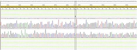 Chromatogram Representation Of Genetic Mutation In The Scnn1b Gene Download Scientific Diagram