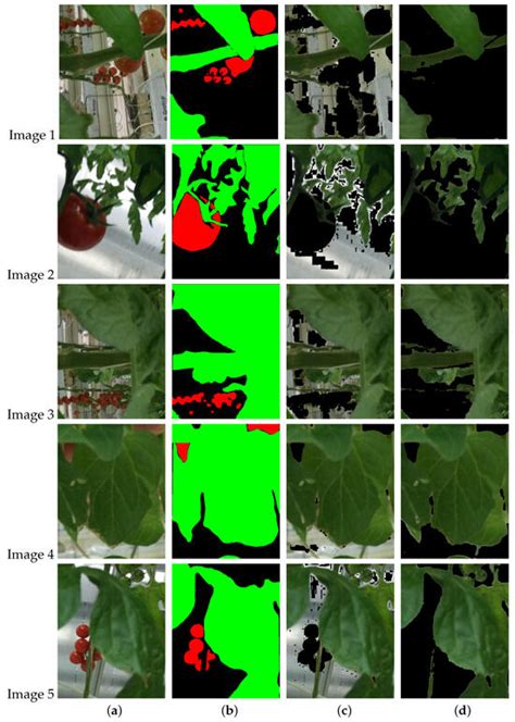 segmentation of leaves and fruits of tomato plants by color dominance