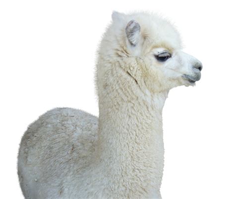 La Alpaca The Finest Wool
