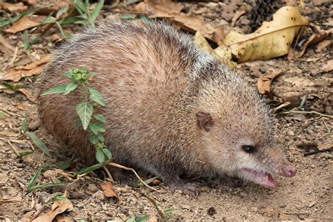 Tenrec Ecaudatus — Wikipédia