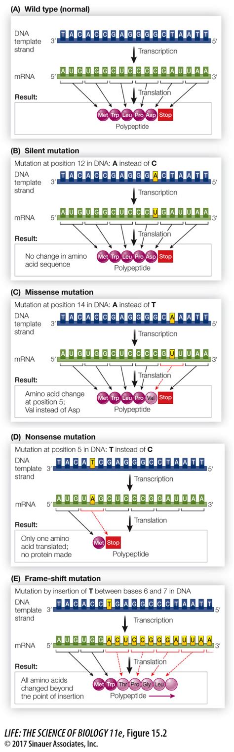 Point Mutation Example