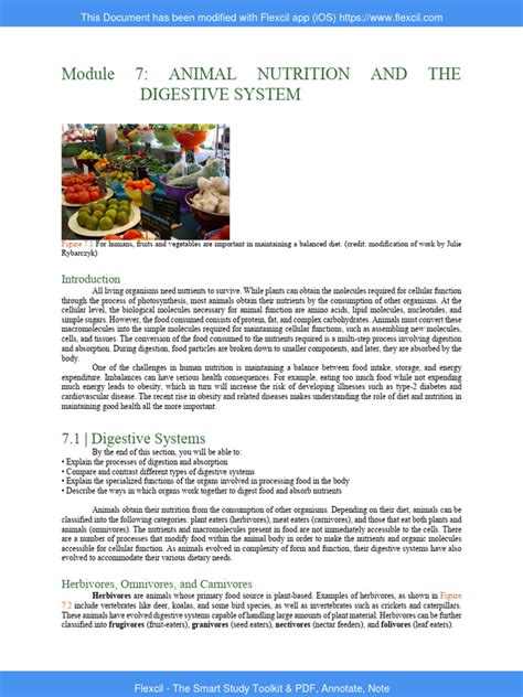 Module 7 Digestive System Download Free Pdf Digestion Stomach