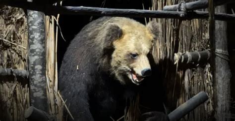 ជប៉ុន សង្ស័យ ថា បុរស ម្នាក់ ស្លា ប់ នៅ តំបន់ ព្រៃ ភ្នំ អាច ជា ស្នា ដៃ របស់ ខ្លា ឃ្មុំ Koh