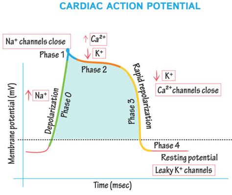 Ecg Interpretation In Electrolyte Emergencies Ecg Cases Em Cases