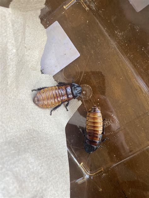 Hi Guys What Are The Sex Of These I Think I Know But Im Also No Roach Expert So R Roaches