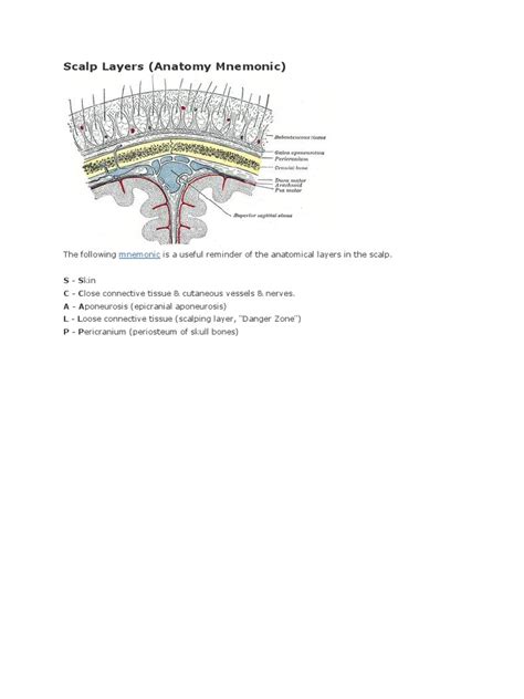 Scalp Layers Anatomy Mnemonic The Following Is A Useful Reminder Of
