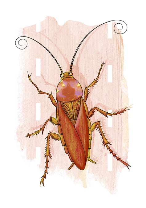 Cockroach Pest Control Cockroach Control Ultra Pest Contro