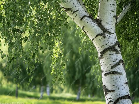 Silver Birch Betula Pendula Tree With Slender White Bark And Drooping