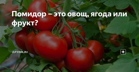 Помидор это овощ ягода или фрукт Дачник Ru Дзен