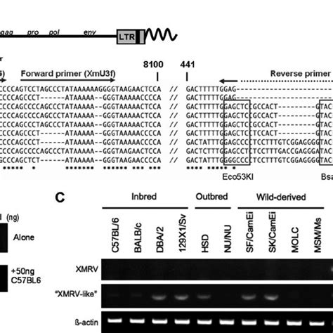 Screening Of Mouse Dna For Xmrv And Xmrv Like Elements By Pcr A
