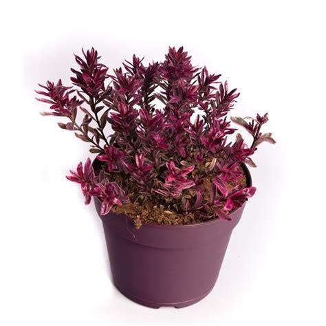 Hebe Frozen Flame Tuincentrum Pelckmans