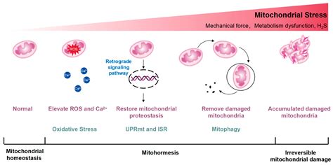 Harnessing Mitochondrial Stress For Health And Disease Opportunities