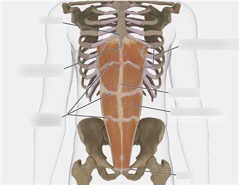 Lab Exam Axial Skeleton Diagram Diagram Quizlet