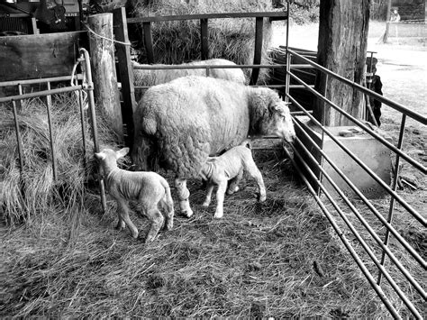 Chavai14 Free Image Hosting Service