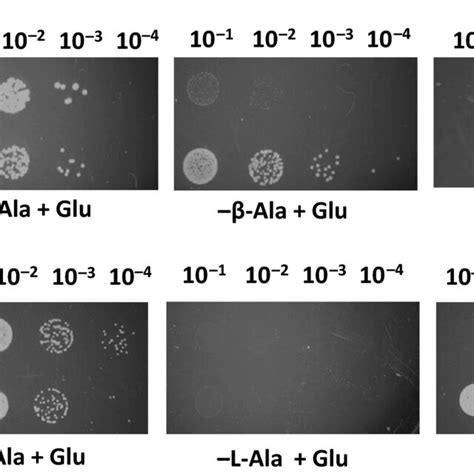 Functional Complementation Assay A Functional Complementation Of The Download Scientific