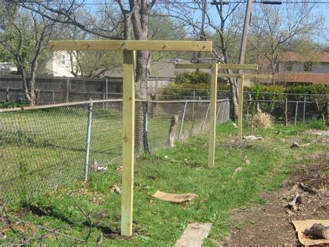 A City Girl Hardy Kiwi Trellis Build