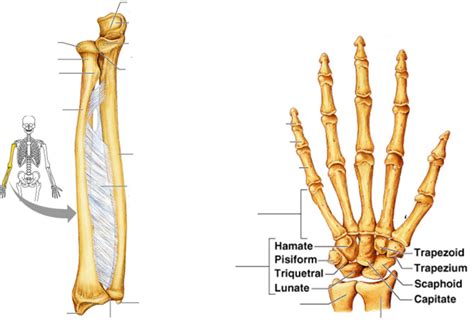 Ulna