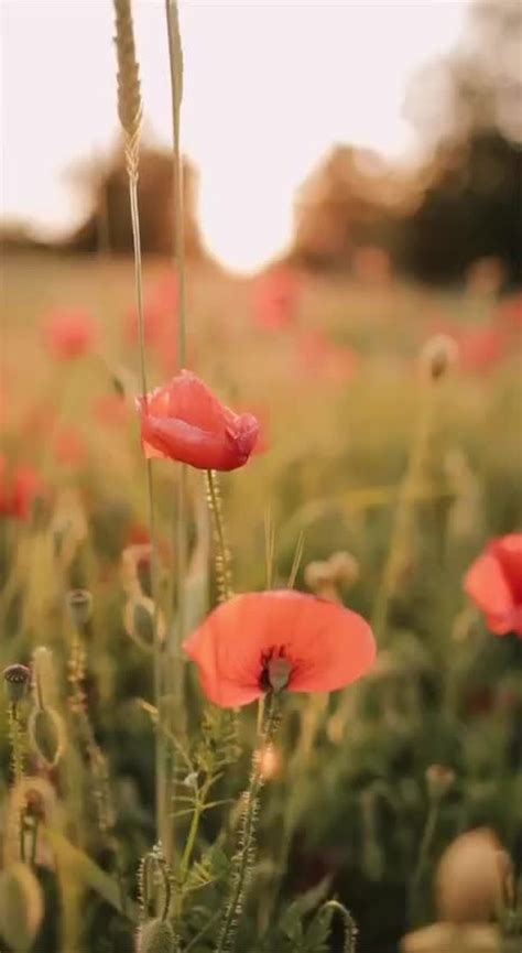 Beautiful Struggle Films Bsnfilms • Instagram Photos And Videos