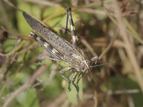 Big Grasshopper Closeup Stock Image Image Of Grasshopper 285726583
