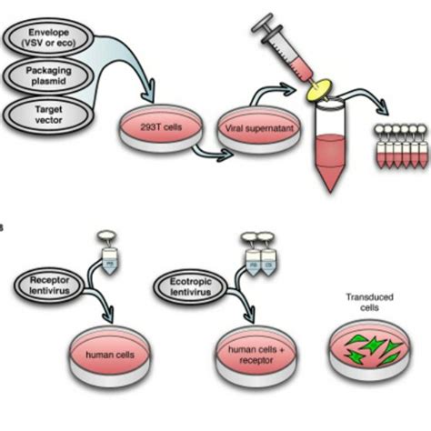 High Efficiency Transduction Of Human Cells With Ecotropic Lentivirus Download Scientific