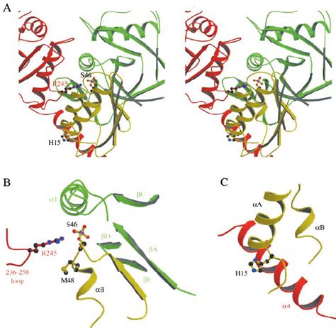 The Two Interface Regions Of The Hpr Hprk ͞ P Contact Enzyme
