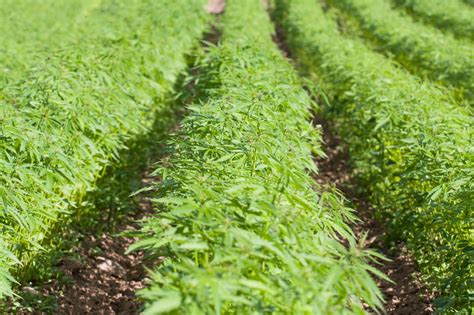 Phytocannabinoids A Review Sapphire Essentials