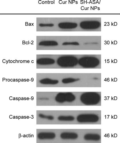 Full article: Codelivery of SH-aspirin and curcumin by mPEG-PLGA nanoparticles enhanced ...