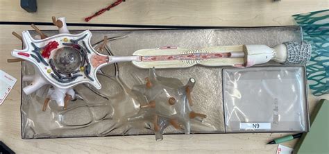 Neuron Diagram Quizlet