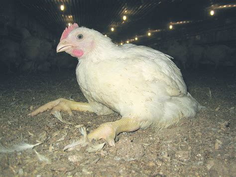 How To Recognise Enterococcus Cecorum Infection Poultry World
