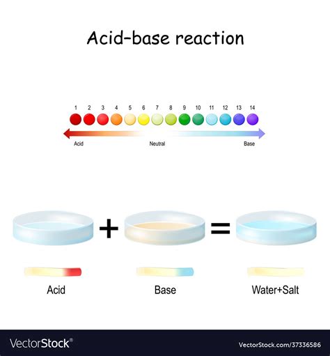 Acidbase Reaction Ph Scale Litmus Paper Test Vector Image 54 Off