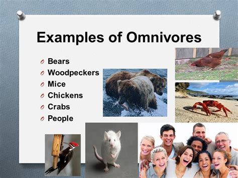 Examples Of Omnivores