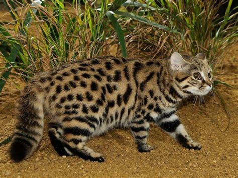 Black Footed Cat