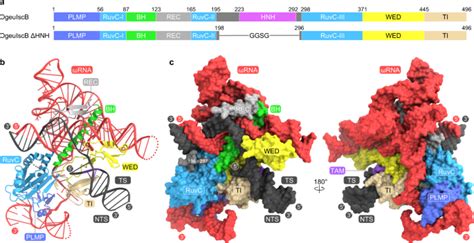 Structure Of The Iscbωrna Ribonucleoprotein Complex The Likely