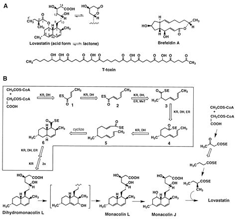 Modulation Of Polyketide Synthase Activity By Accessory Proteins During Lovastatin Biosynthesis