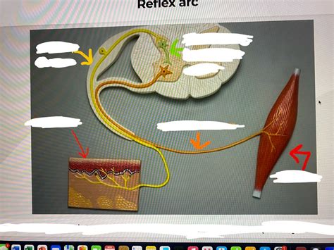 Reflex Loop Diagram Quizlet