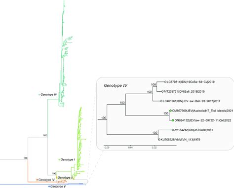 maximum likelihood phylogenetic tree of complete jev genomes available