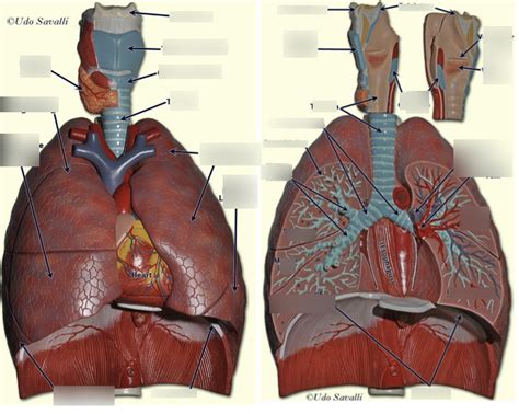 A P Lab Quiz 10 3 Diagram Quizlet
