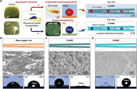 Lossless And Directional Transport Of Droplets On Multi‐bioinspired Download Scientific Diagram