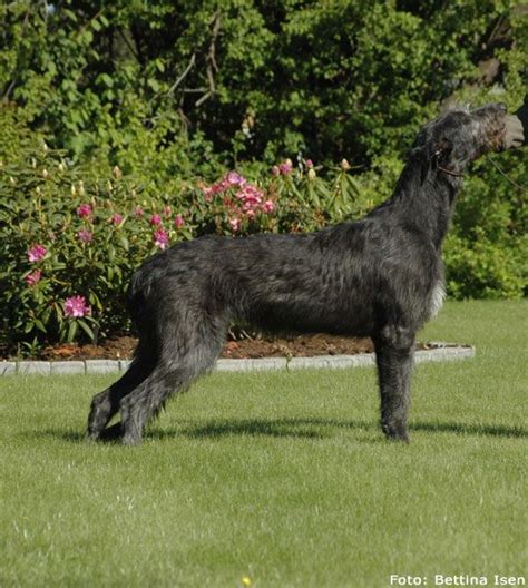 Black Irish Wolfhound Puppies