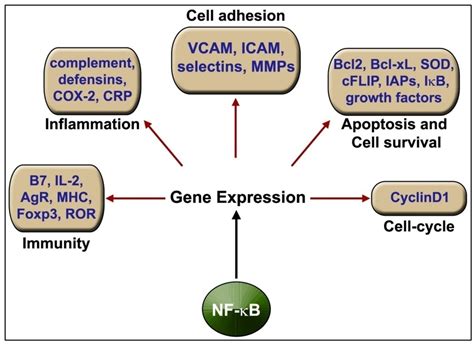Schematic Showing Functions Of Transcription Factor Nf κb Nf κb Is An